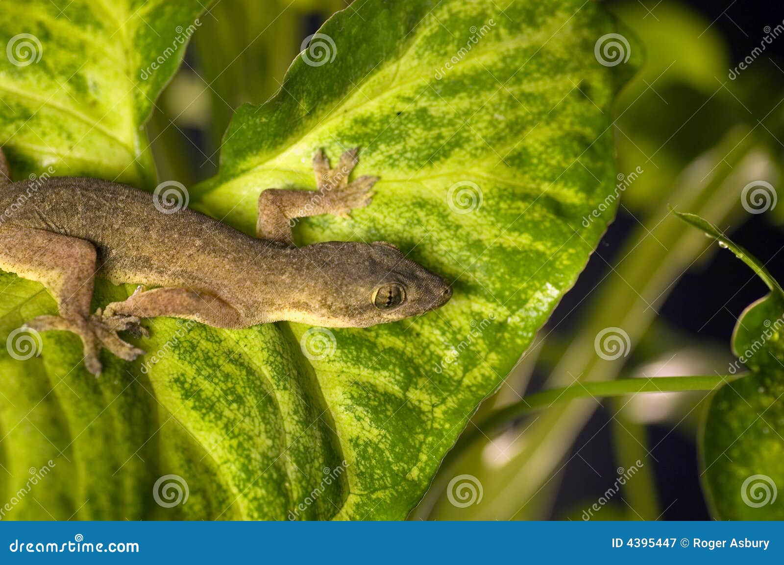 House Gecko stock image. Image of leaf, hemidactylus, nature - 4395447
