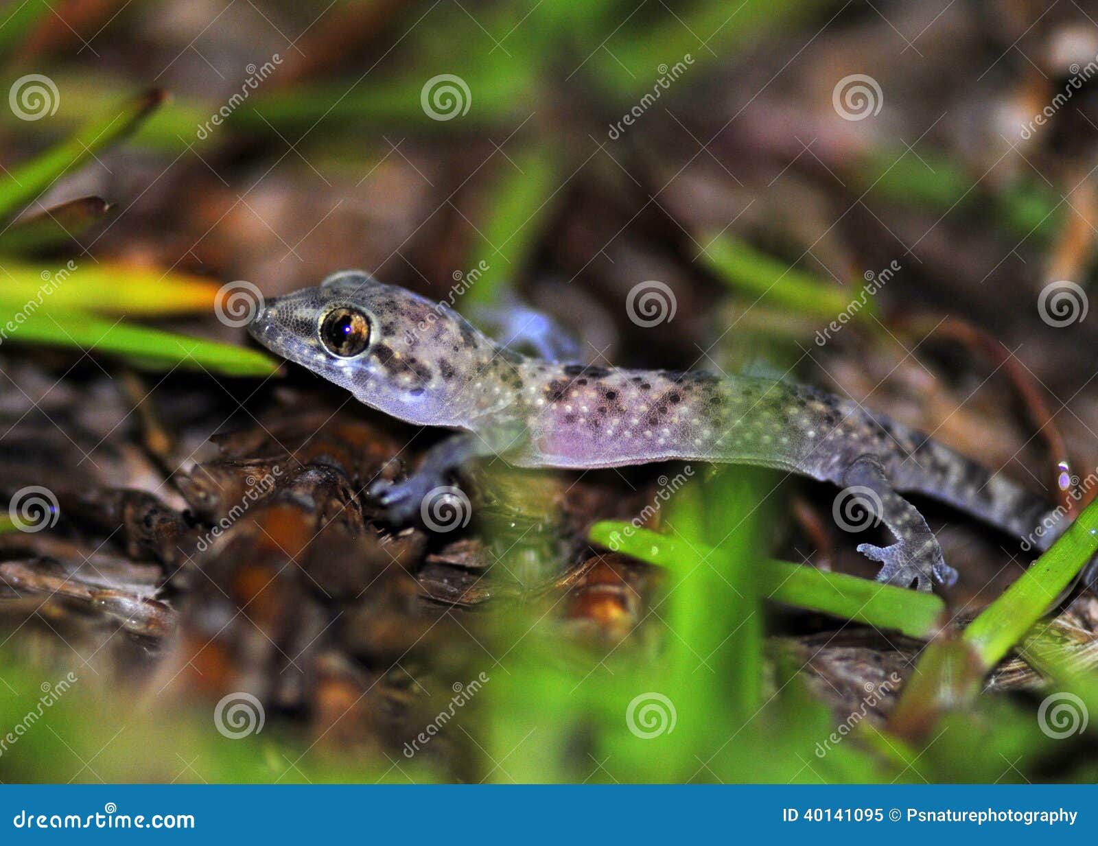 House gecko in the grass stock image. Image of common - 40141095