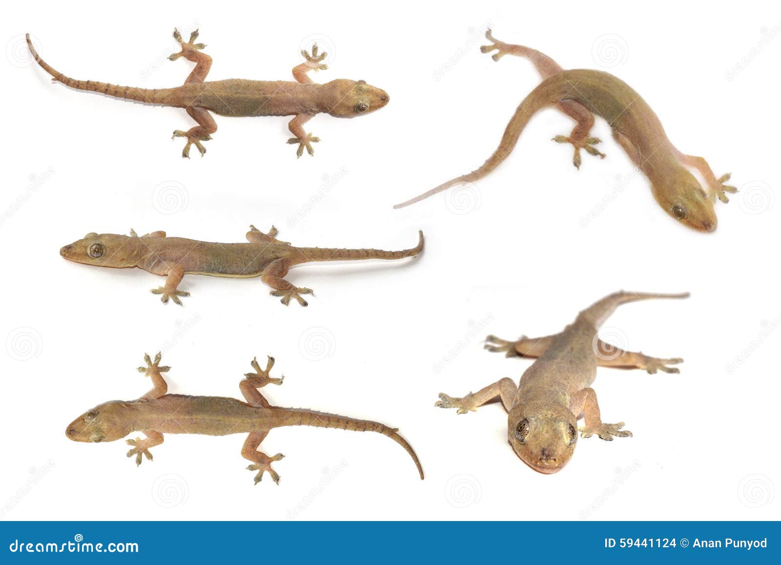 House Gecko, Hemidactylus Mabouia, Hidden Among The Leaves Of A ...