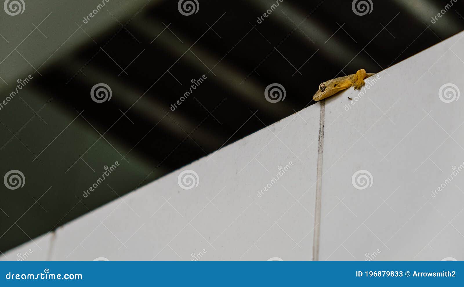 A House Gecko Lizard on Wall Stock Image - Image of exotic, background ...