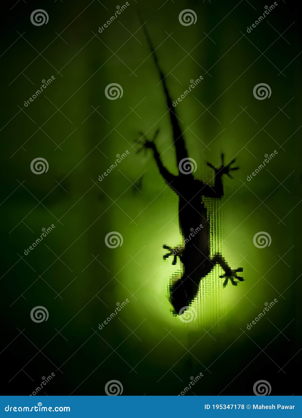 House Gecko Shadow Spotted on Green Backlight of the Textured Glass ...