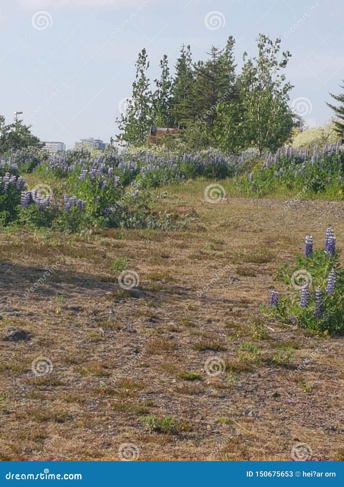 House in hiding stock image. Image of tree, house, hiding - 150675653