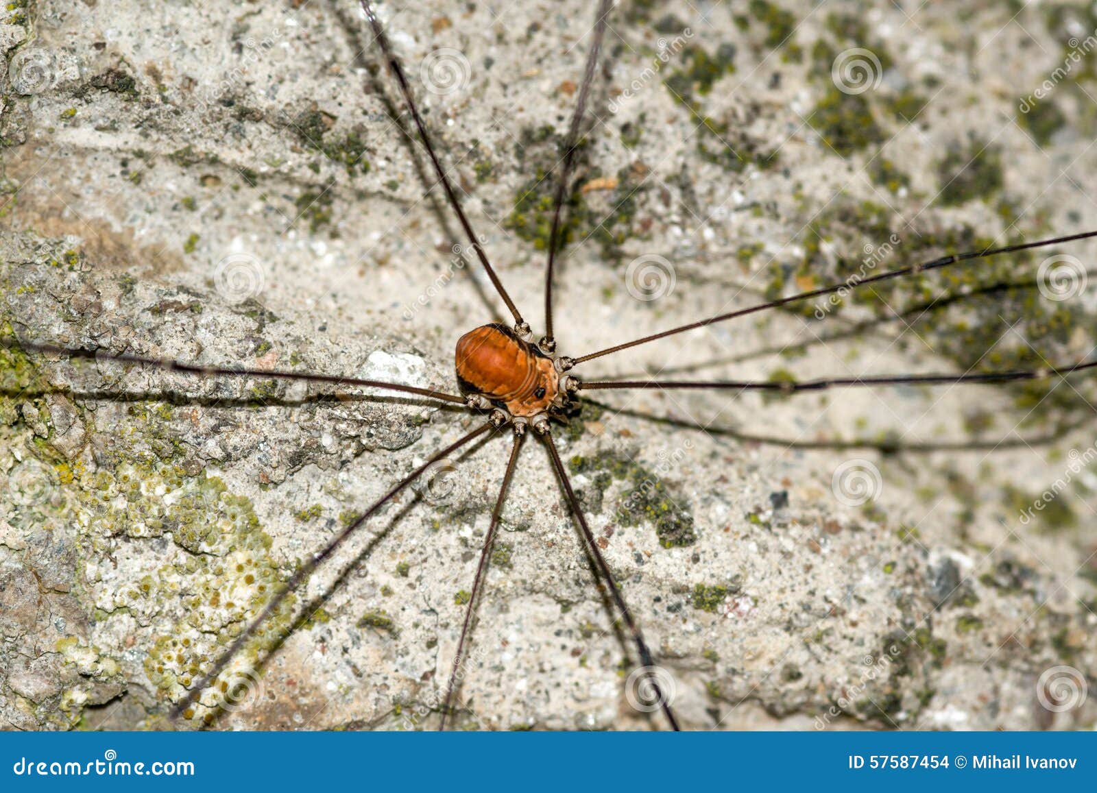 House/ Home Spider on a Cement Wall with Green Texture Stock Photo ...