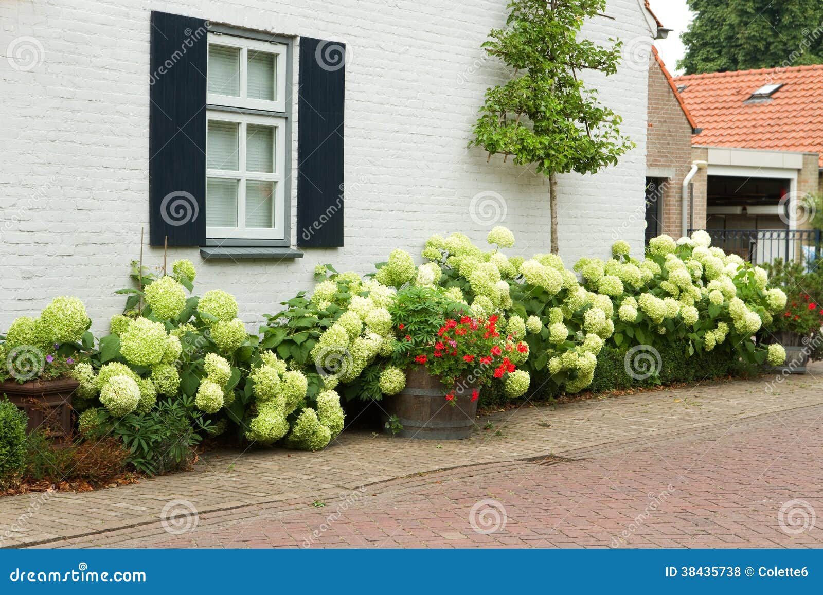 House with Hydrangea Flowers Stock Photo - Image of decorated ...