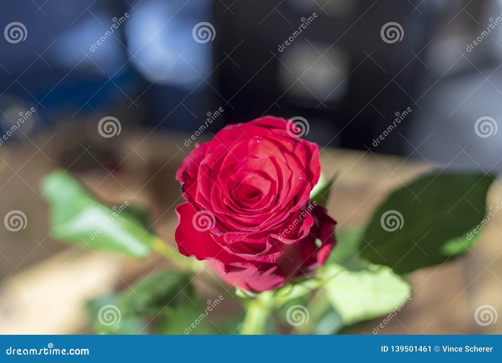 House Indoor with Beautiful Red Roses Stock Image - Image of bouquet ...
