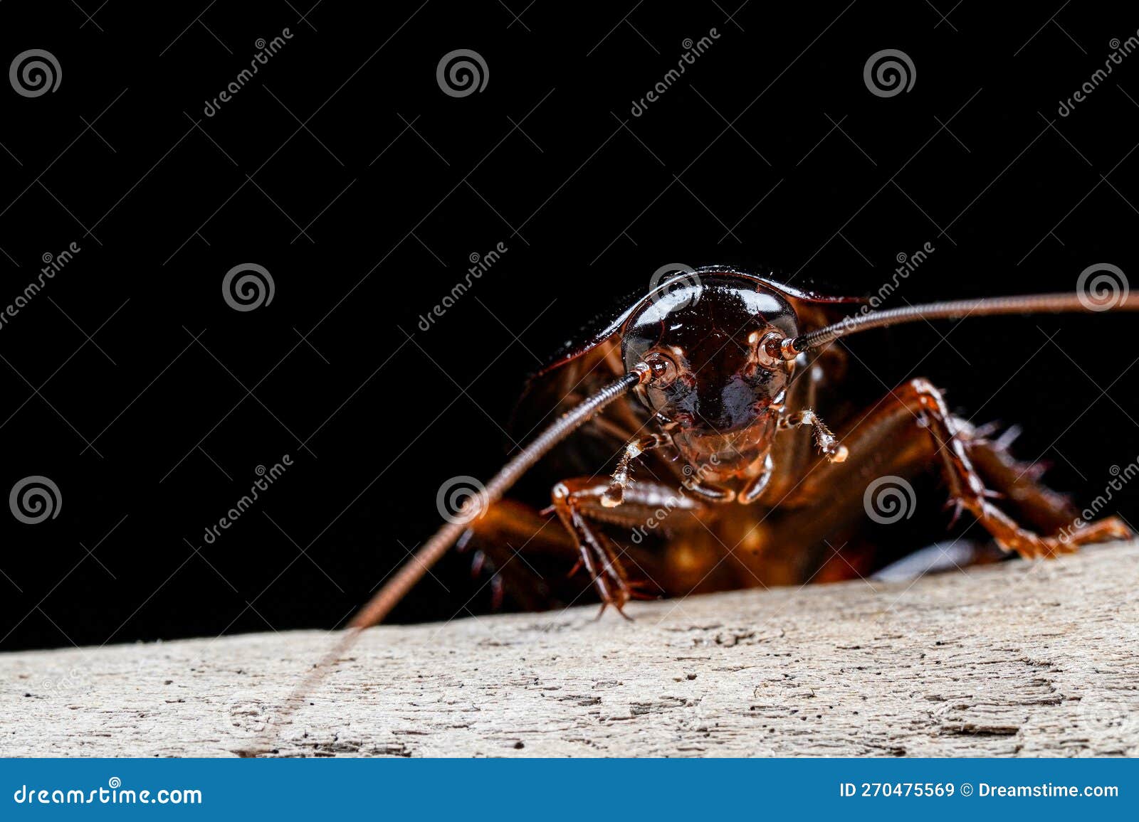 House insect cockroach stock image. Image of insect - 270475569