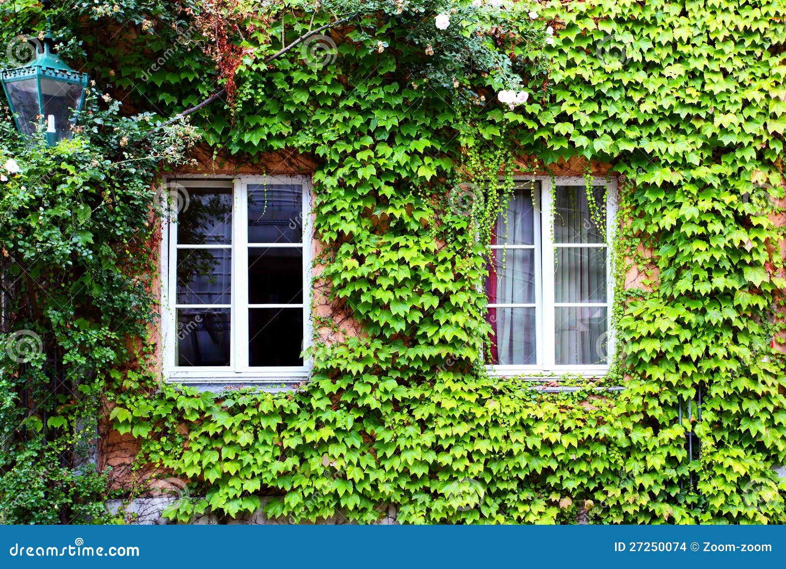 House with ivy stock photo. Image of saxony, bindweed - 27250074