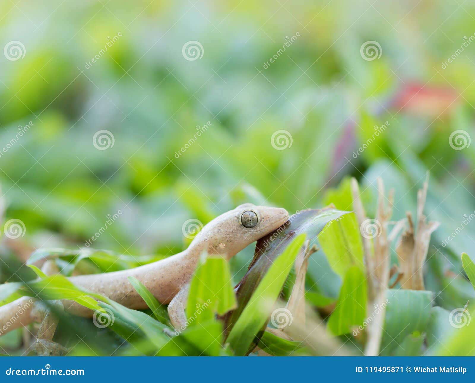 House Lizard Isolated Color Background Stock Photography ...