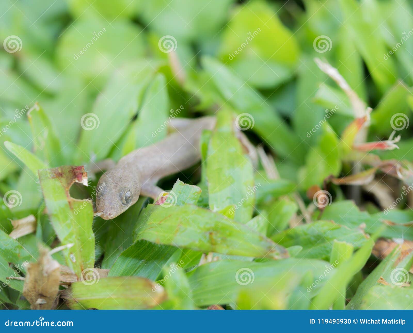 A House Lizard Calm on the Lawn Stock Photo - Image of grass, saurian ...
