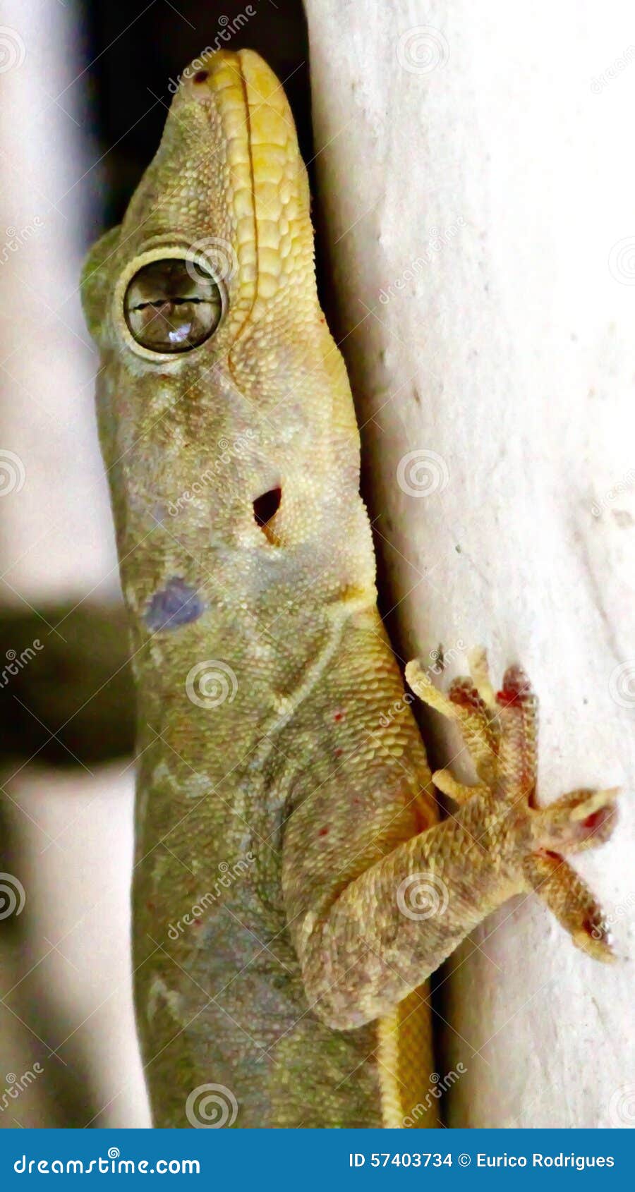 House Lizard stock photo. Image of wall, vertical, lizard - 57403734