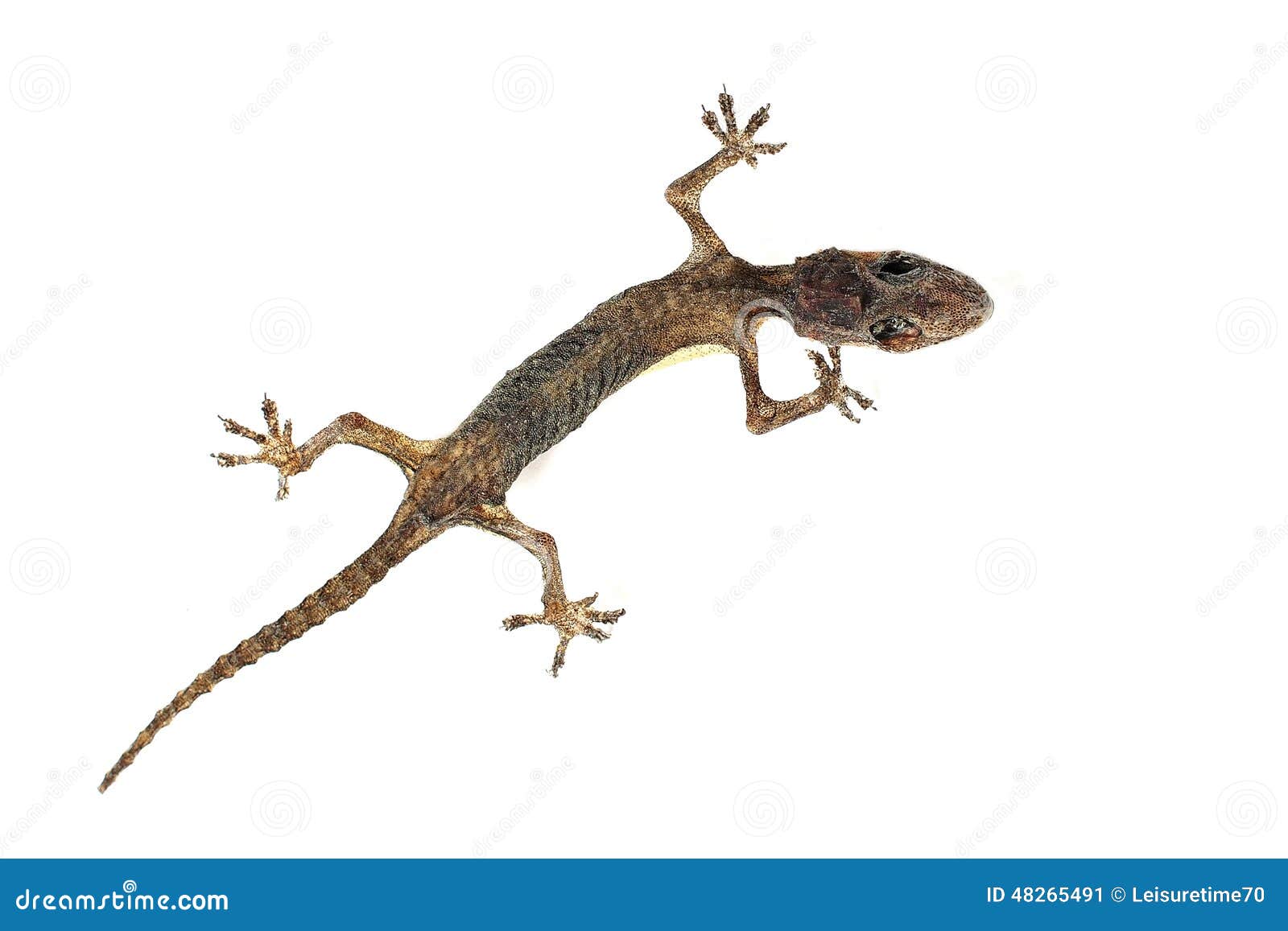 House lizard stock image. Image of leaftoed, platyurus - 48265491