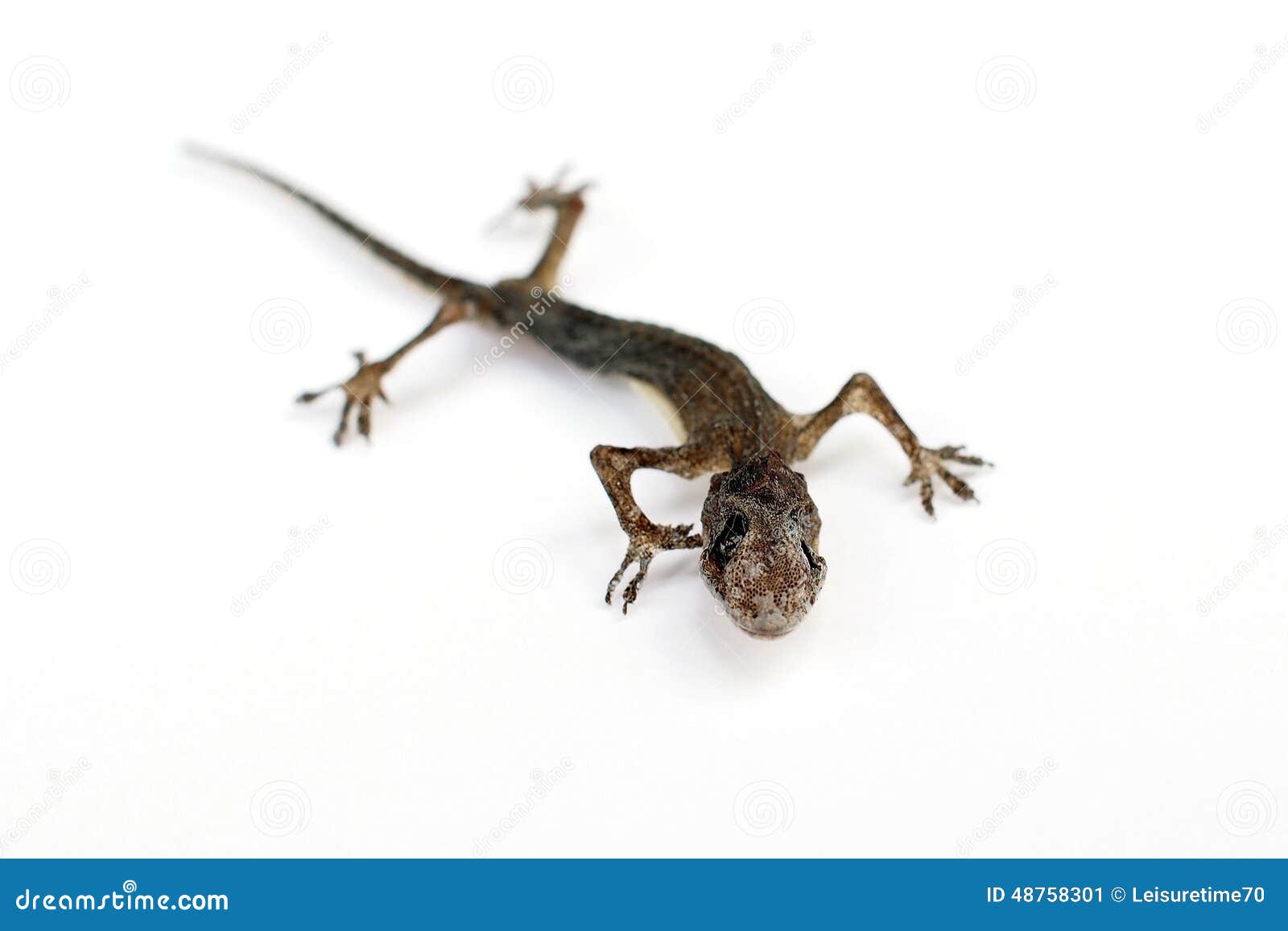 House lizard stock image. Image of small, gecko, animal - 48758301