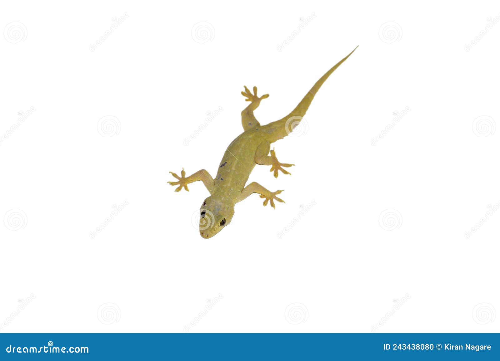 House lizard stock photo. Image of close, detail, bloodsucker - 243438080