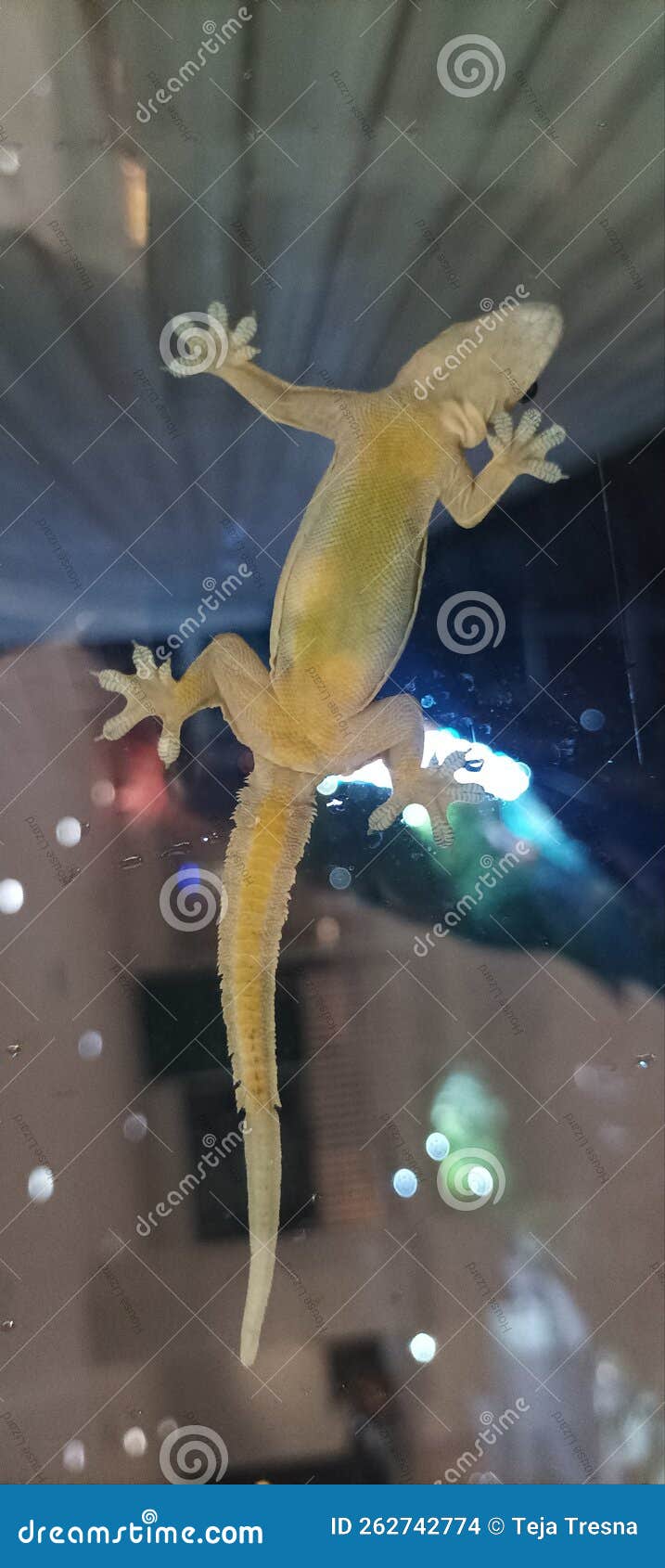 House Lizard, Lighting, Night Stock Photo - Image of reef, night: 262742774