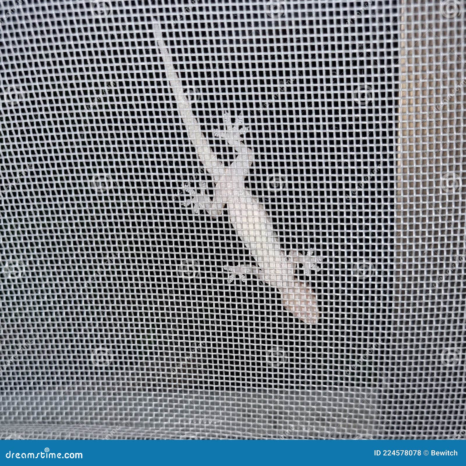 House Lizard on Mosquito Wire Screen Stock Photo - Image of house ...