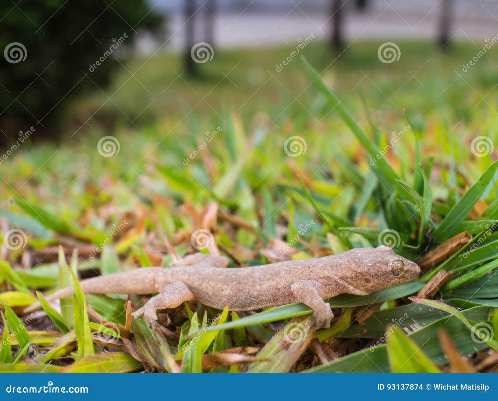 A House Lizard Walking stock photo. Image of creature - 93137874