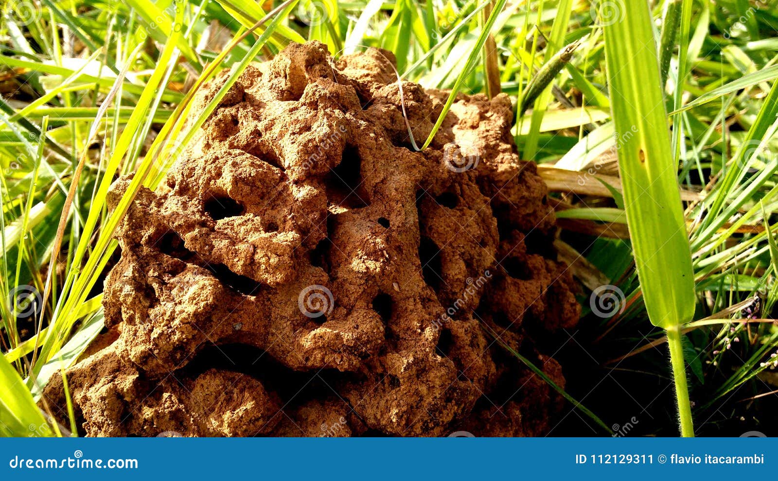 Anthill on the ground stock image. Image of shelter - 112129311