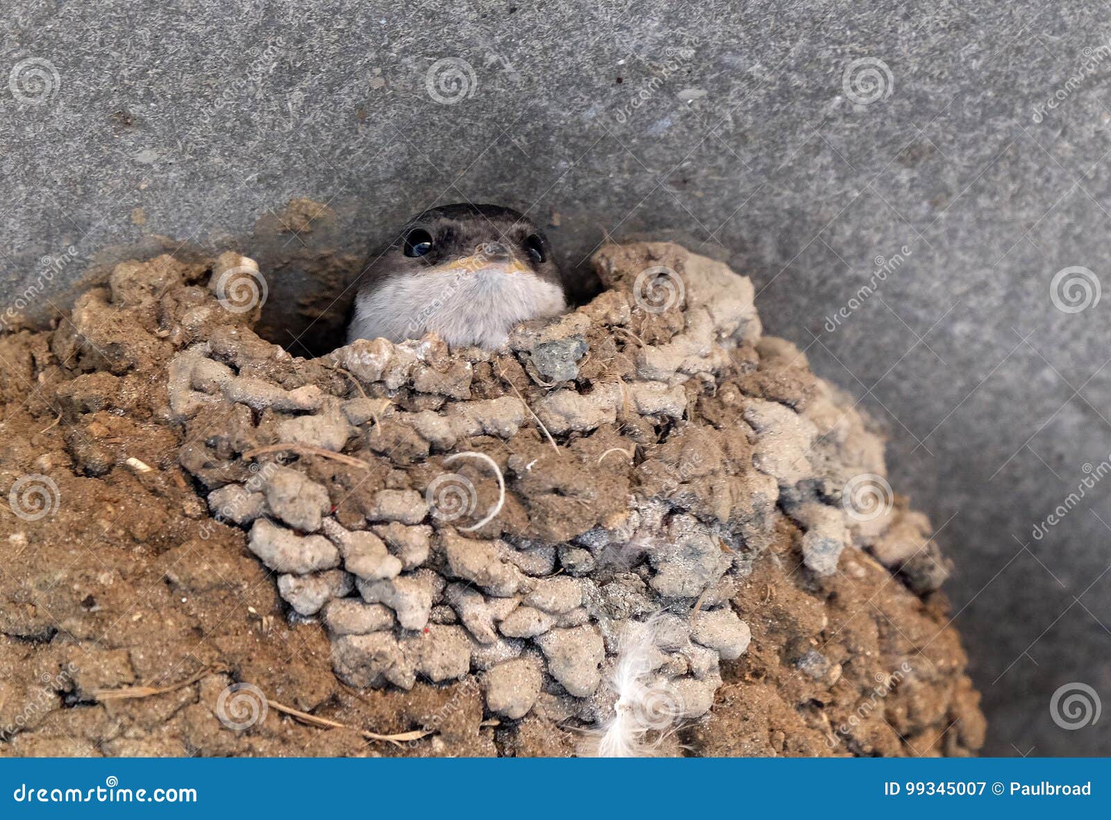 House Martin in mud nest. stock image. Image of breed - 99345007