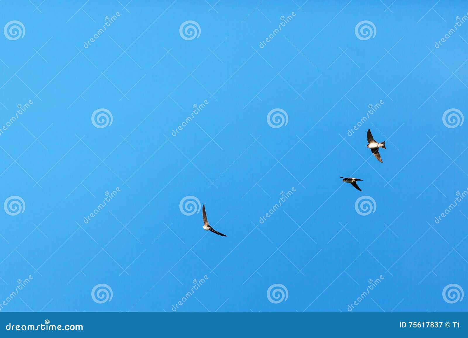 House Martins Flying in Sky Stock Image - Image of nature, skies: 75617837