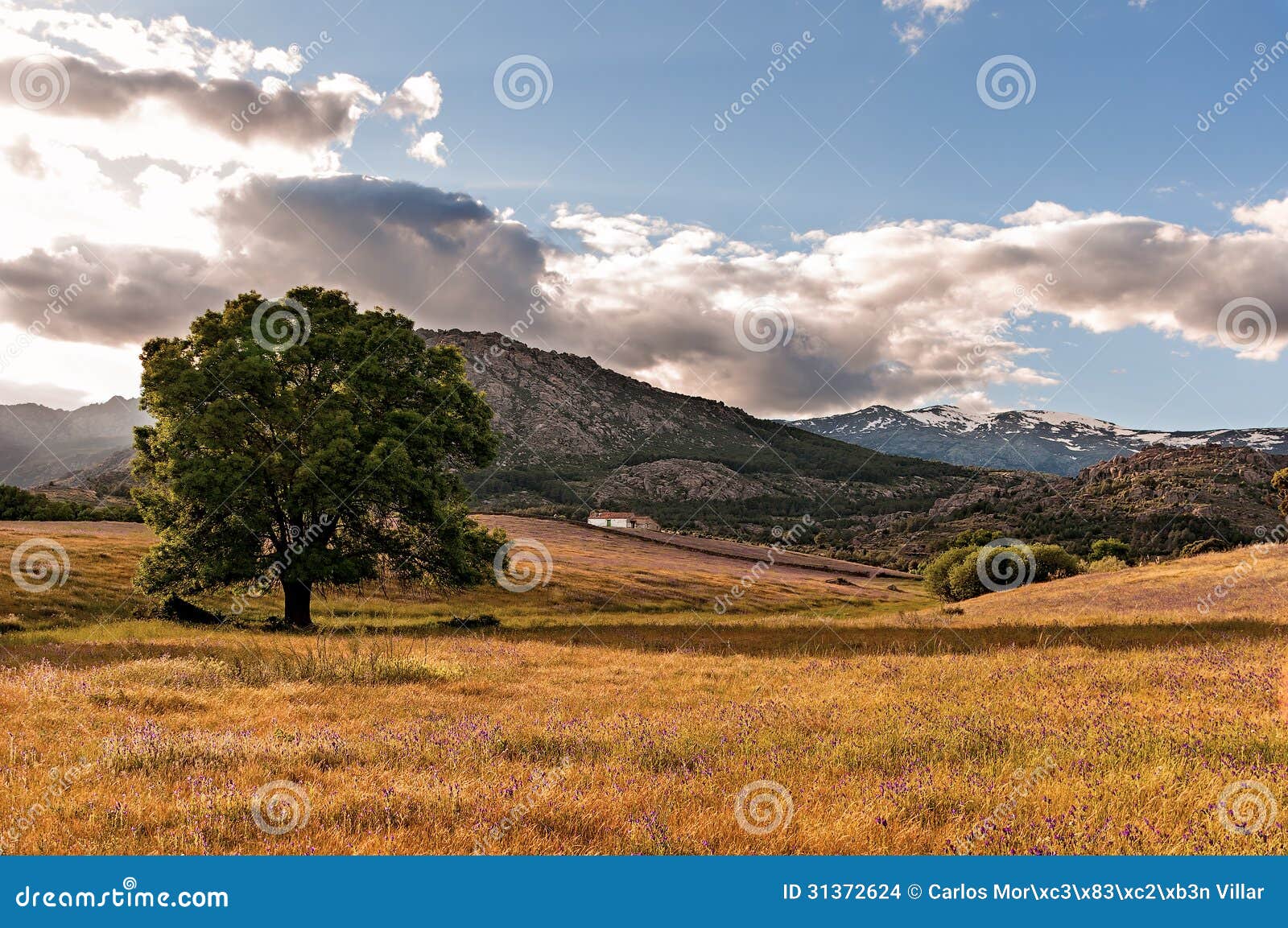 House in the Middle of a Meadow Stock Photo - Image of cloud, rural ...