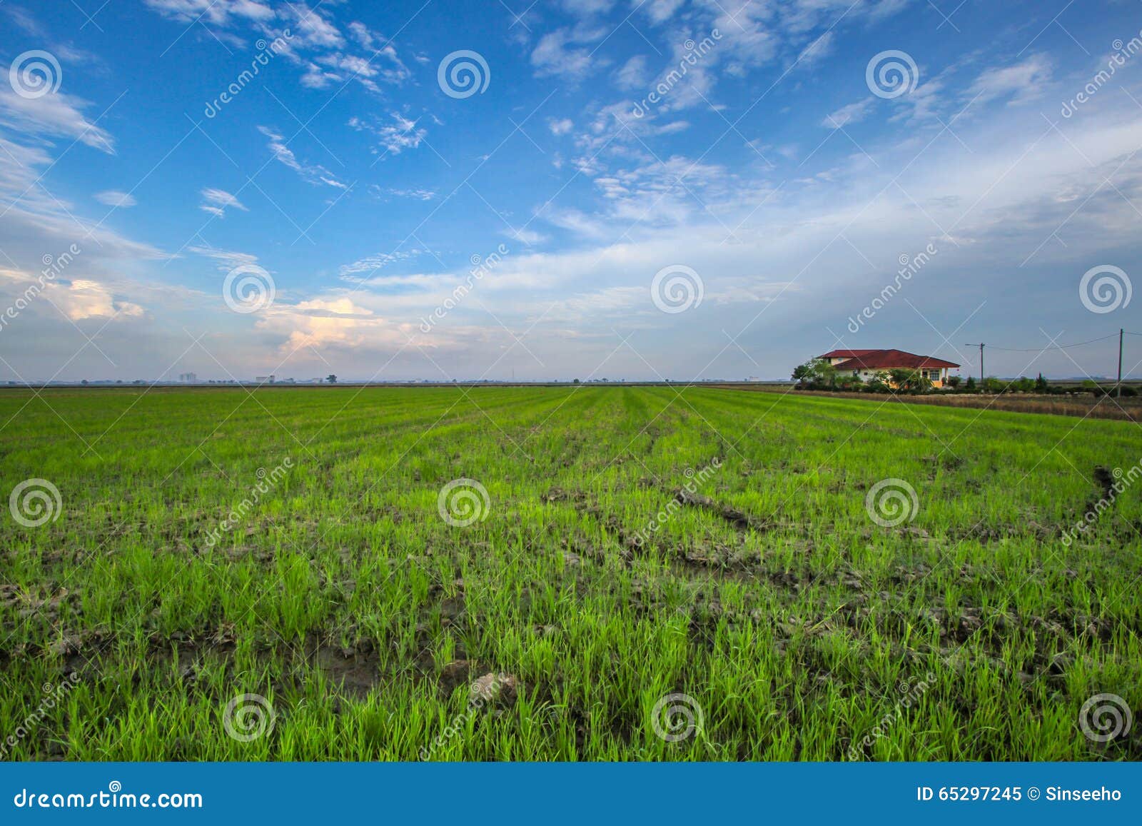 House in the Middle of a Paddy Farm Stock Image - Image of rural, park ...