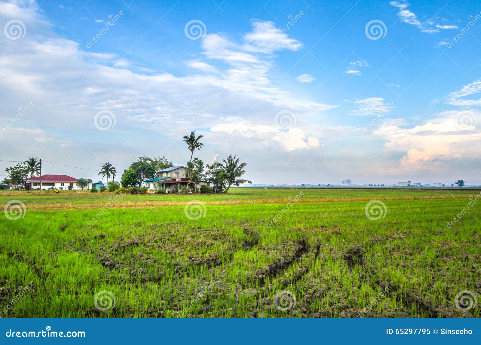 House in the Middle of a Paddy Farm Stock Image - Image of huge, land ...