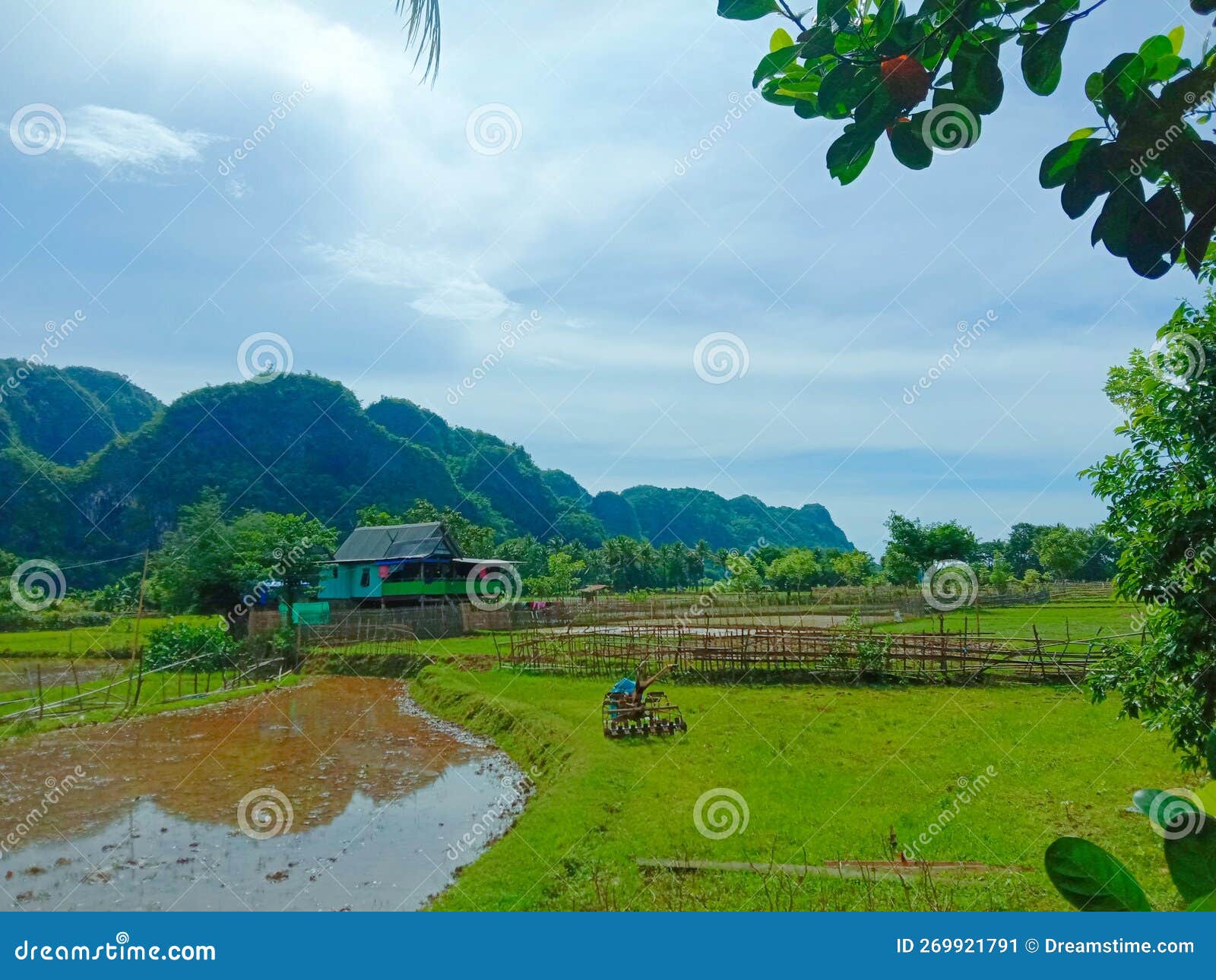 A House in the Middle of a Rice Field Stock Image - Image of green ...