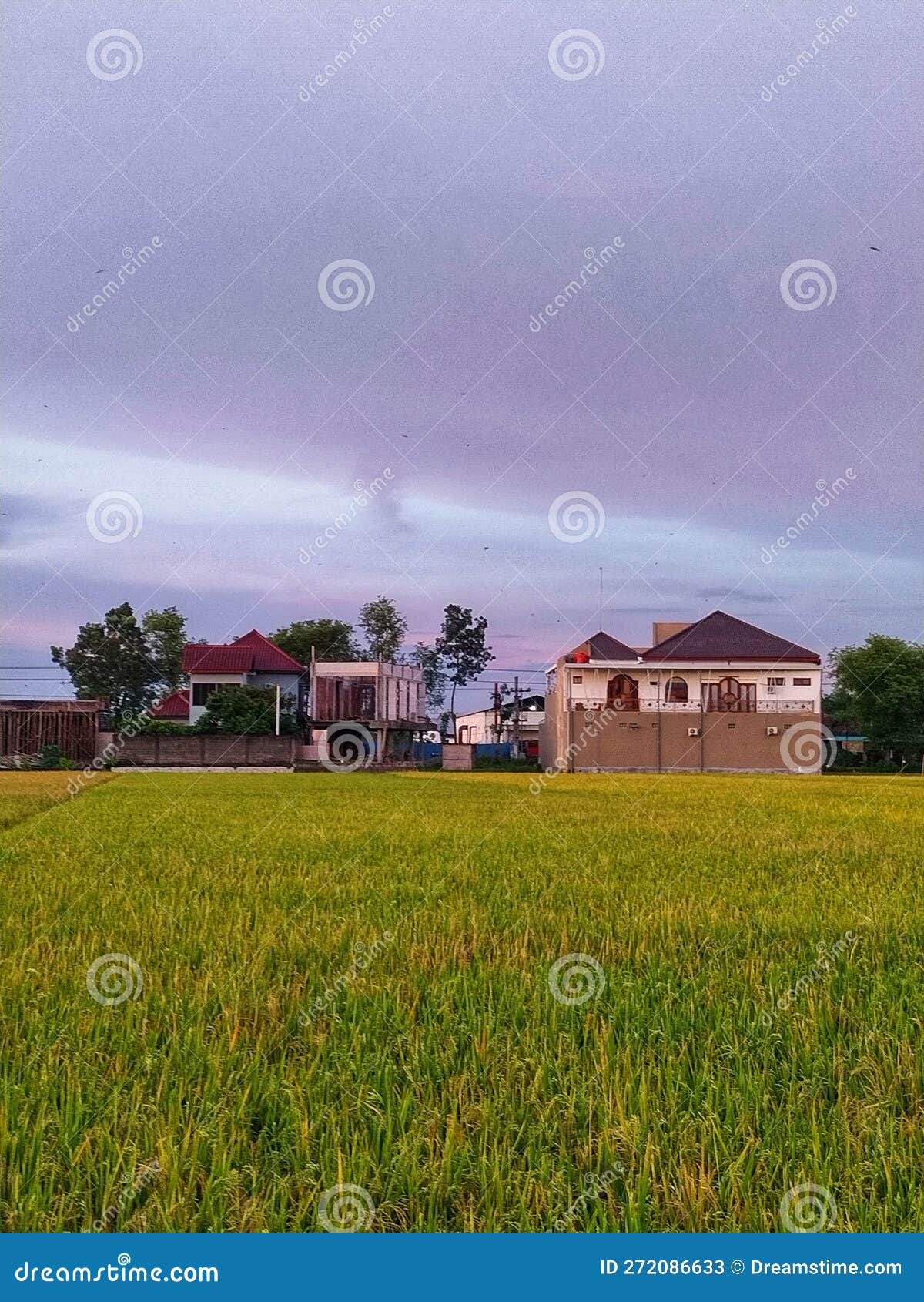House in the Middle of Rice Fields Stock Image - Image of suburb ...