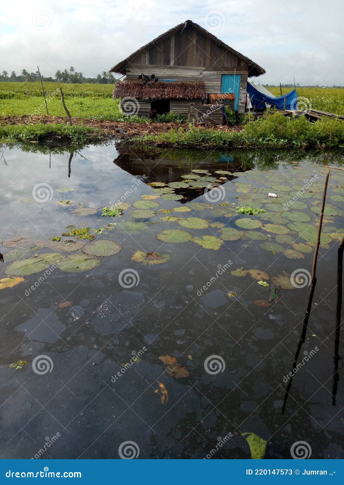 A House in the Middle of a Swamp. Stock Image - Image of wetland, plant ...