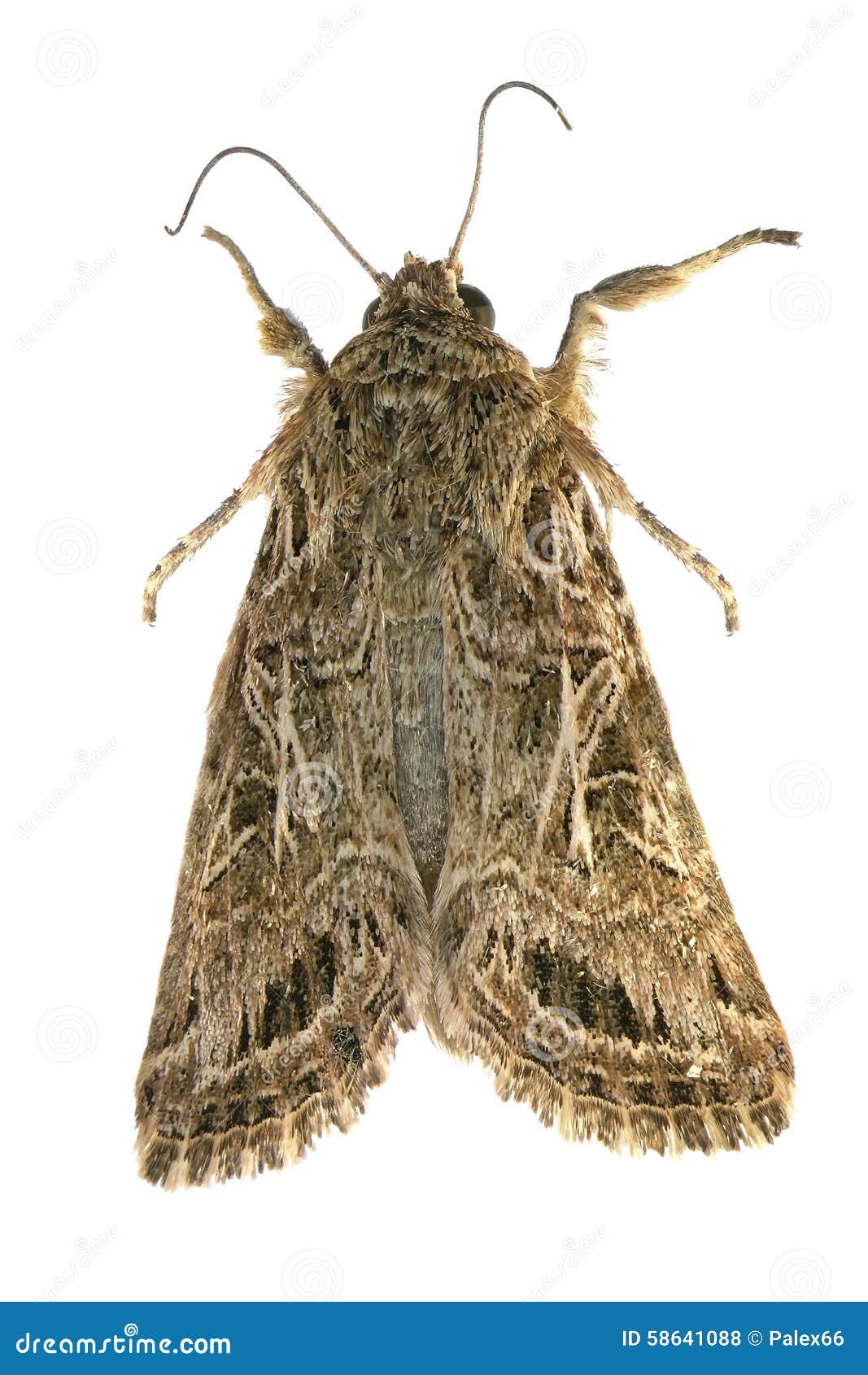 House moth stock photo. Image of exterminator, nature - 58641088