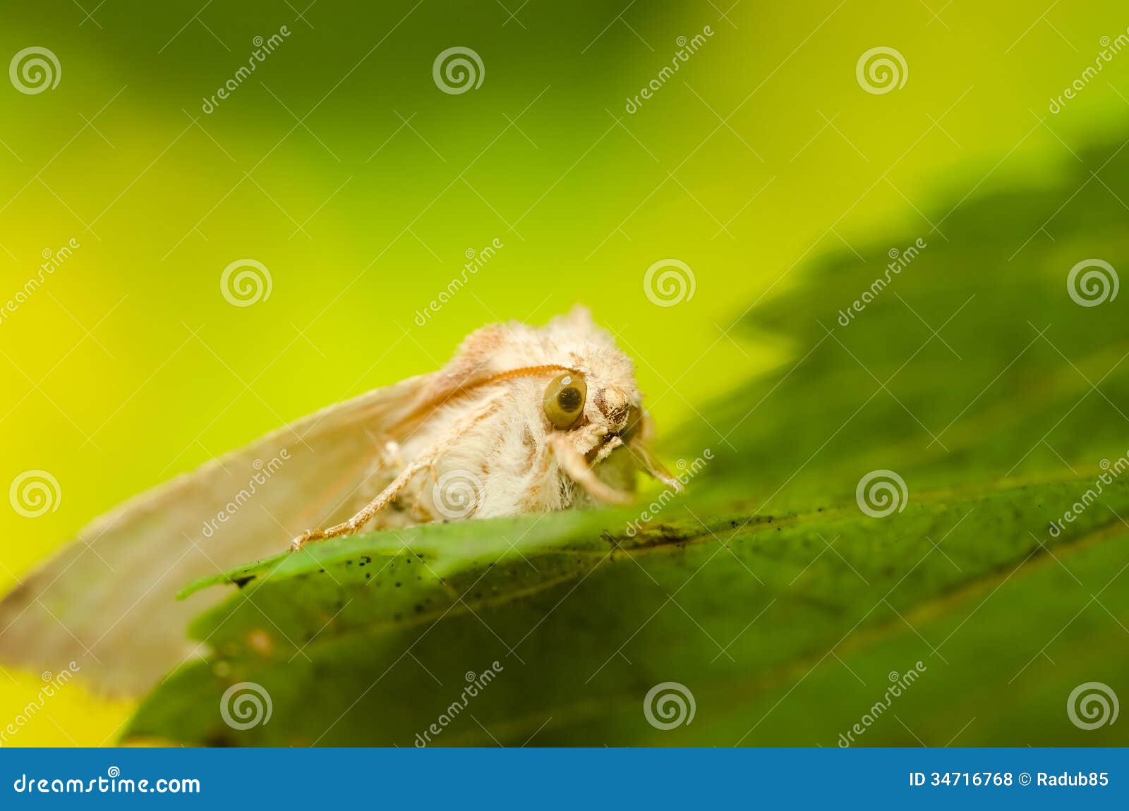 House Moth Macro stock photo. Image of nature, ecology - 34716768