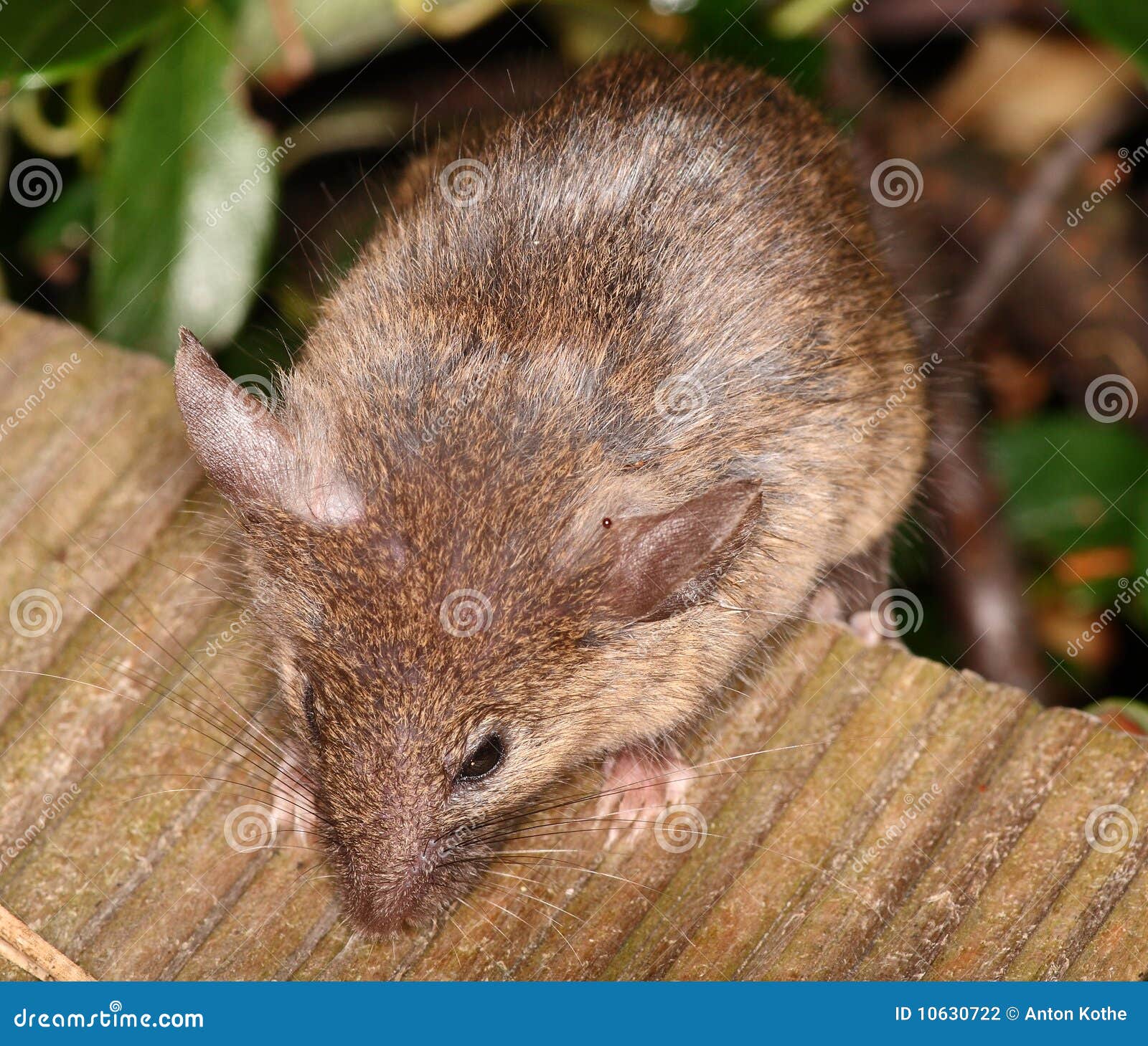 House mouse stock photo. Image of disgust, look, mammal - 10630722