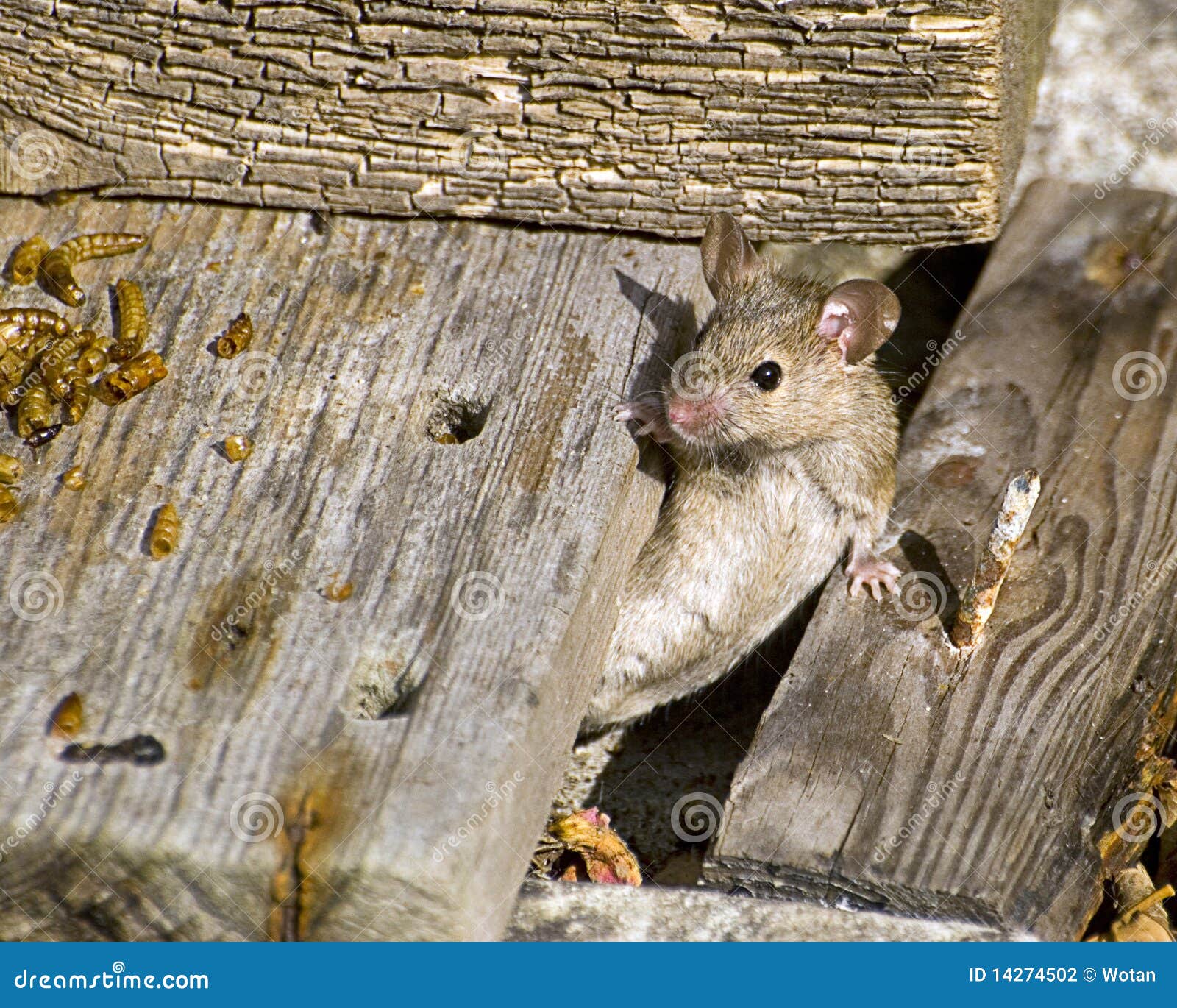House Mouse stock photo. Image of musculus, ears, house - 14274502