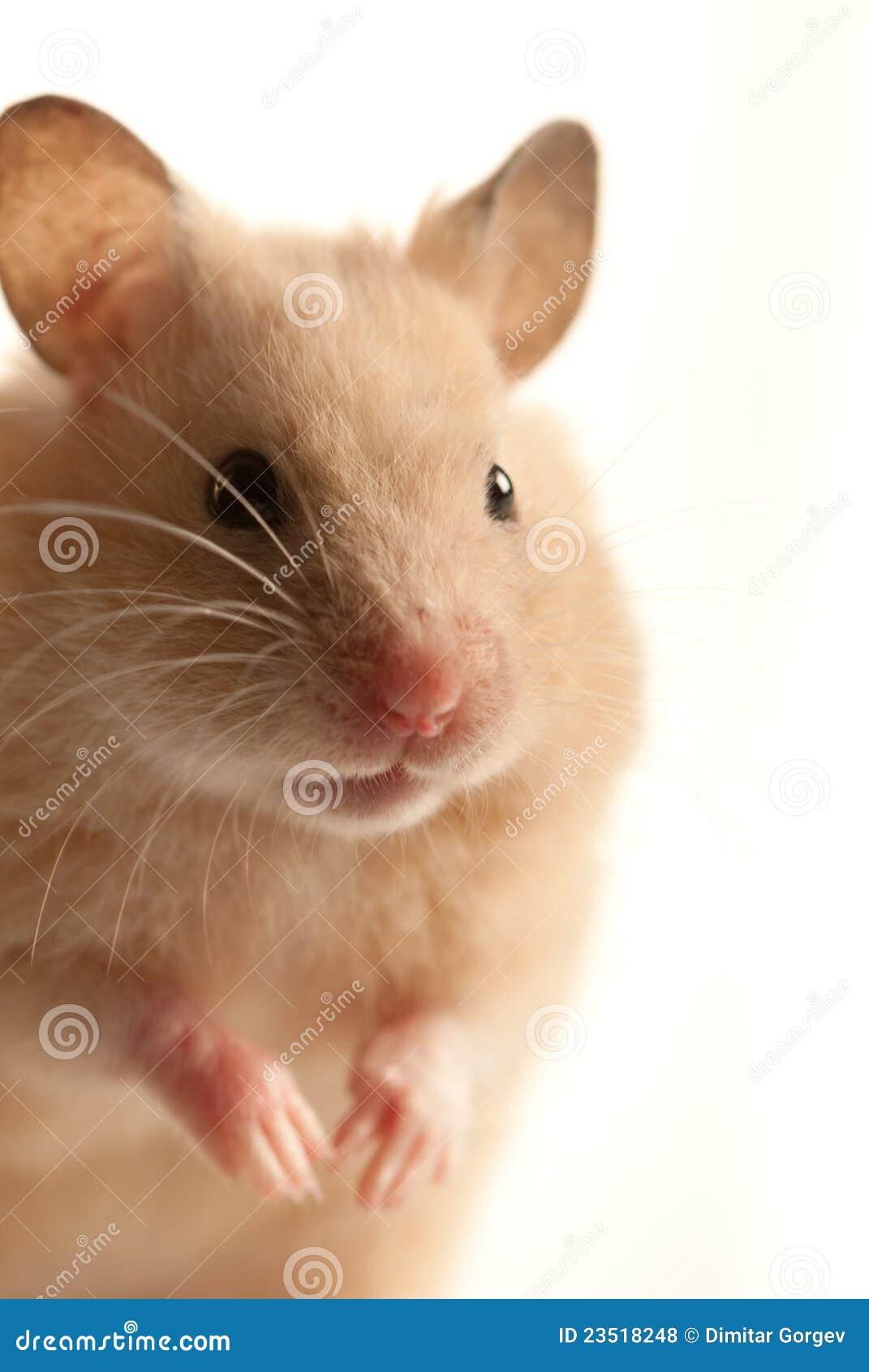House mouse stock photo. Image of mammal, curious, mice - 23518248