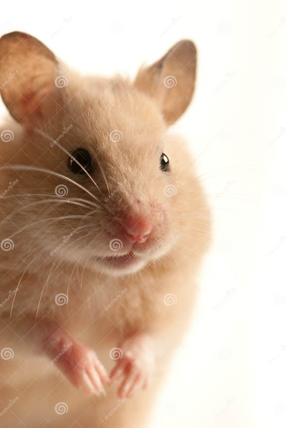 House mouse stock photo. Image of mammal, curious, mice - 23518248