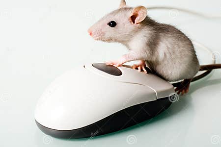 House mouse stock photo. Image of mousetrap, distrustful - 3881050