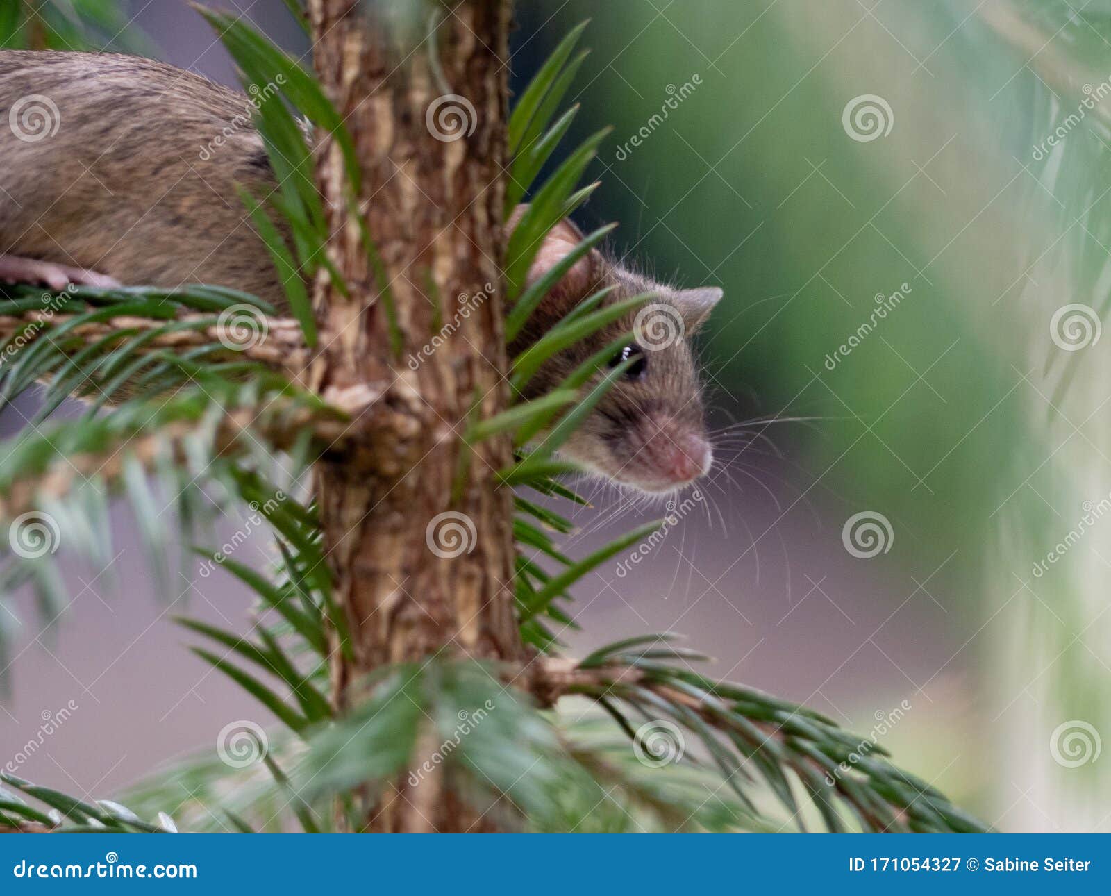 A House Mouse Climbs in the Conifer Stock Image - Image of biology ...