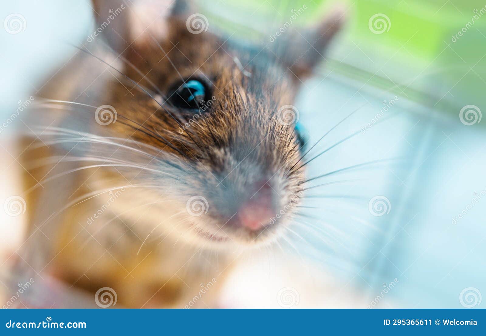 A House Mouse Close Up. Rodent and Pest Control Theme Stock Image ...