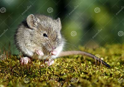 House Mouse (Mus musculus) stock image. Image of coat - 11805013