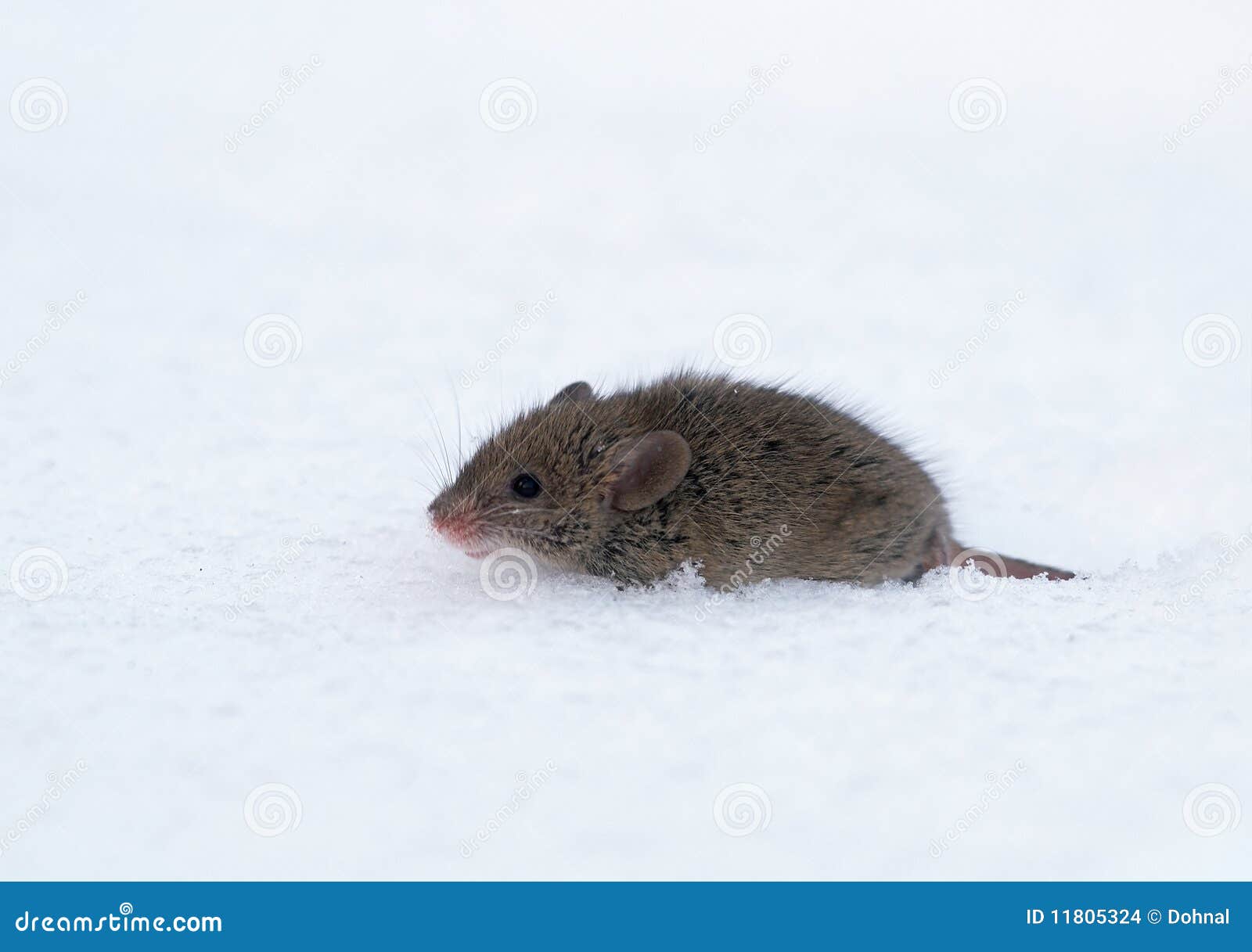 House Mouse (Mus musculus) stock photo. Image of animal - 11805324