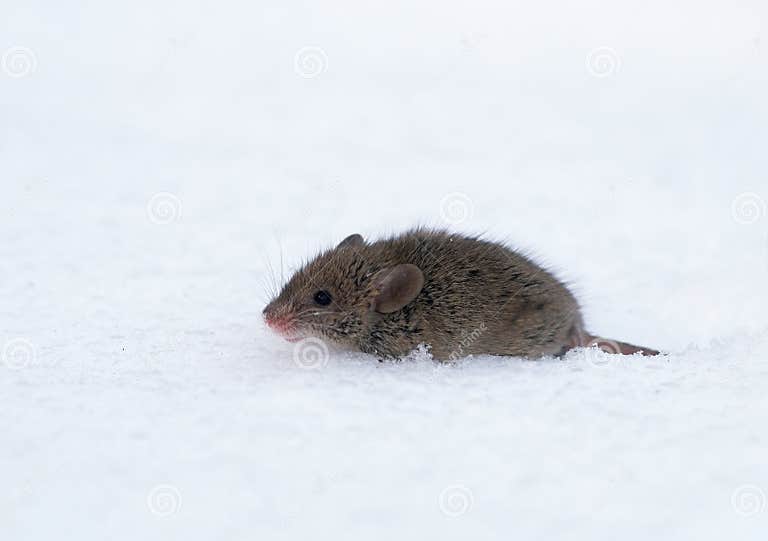 House Mouse (Mus musculus) stock photo. Image of animal - 11805324