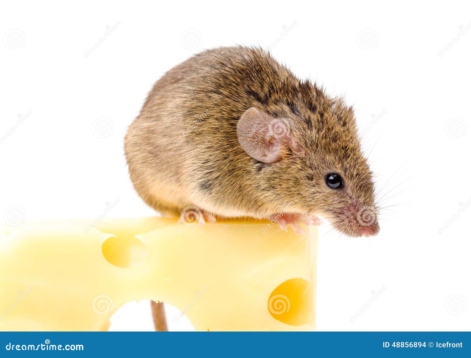 House Mouse (Mus Musculus) on Big Cheese Stock Photo - Image of mammal ...