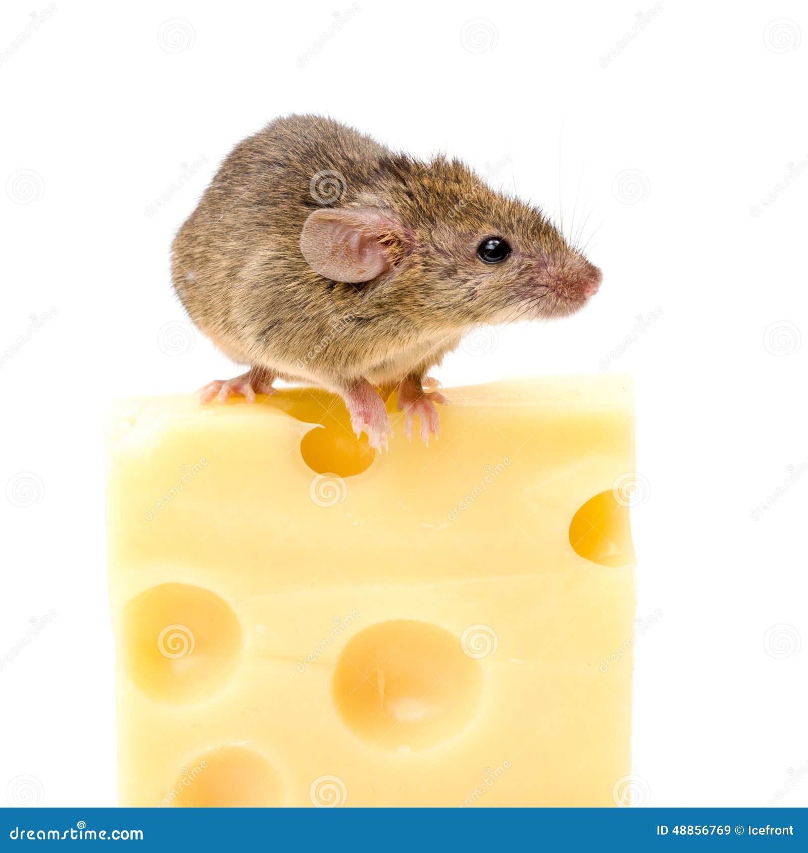 House Mouse (Mus Musculus) on Big Cheese Stock Image - Image of ...