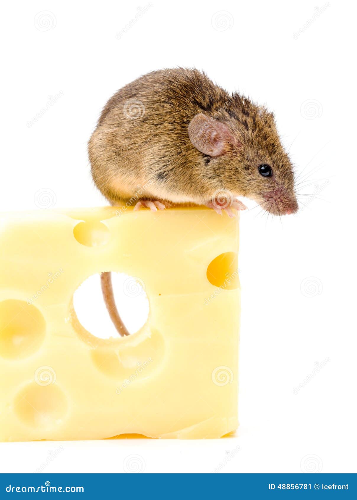 House Mouse (Mus Musculus) on Big Cheese Stock Image - Image of mammal ...