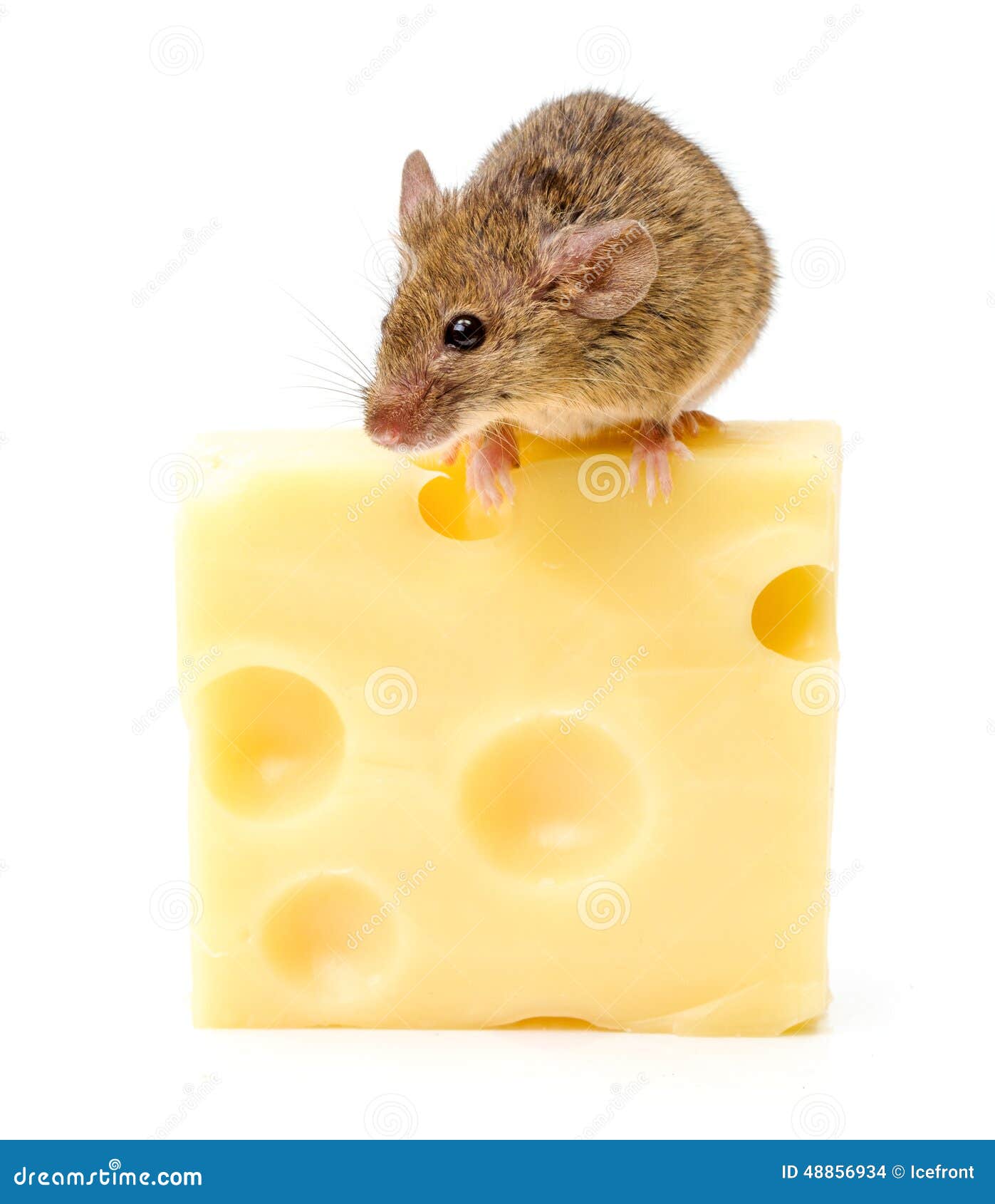 House Mouse (Mus Musculus) on Big Cheese Stock Photo - Image of mammal ...