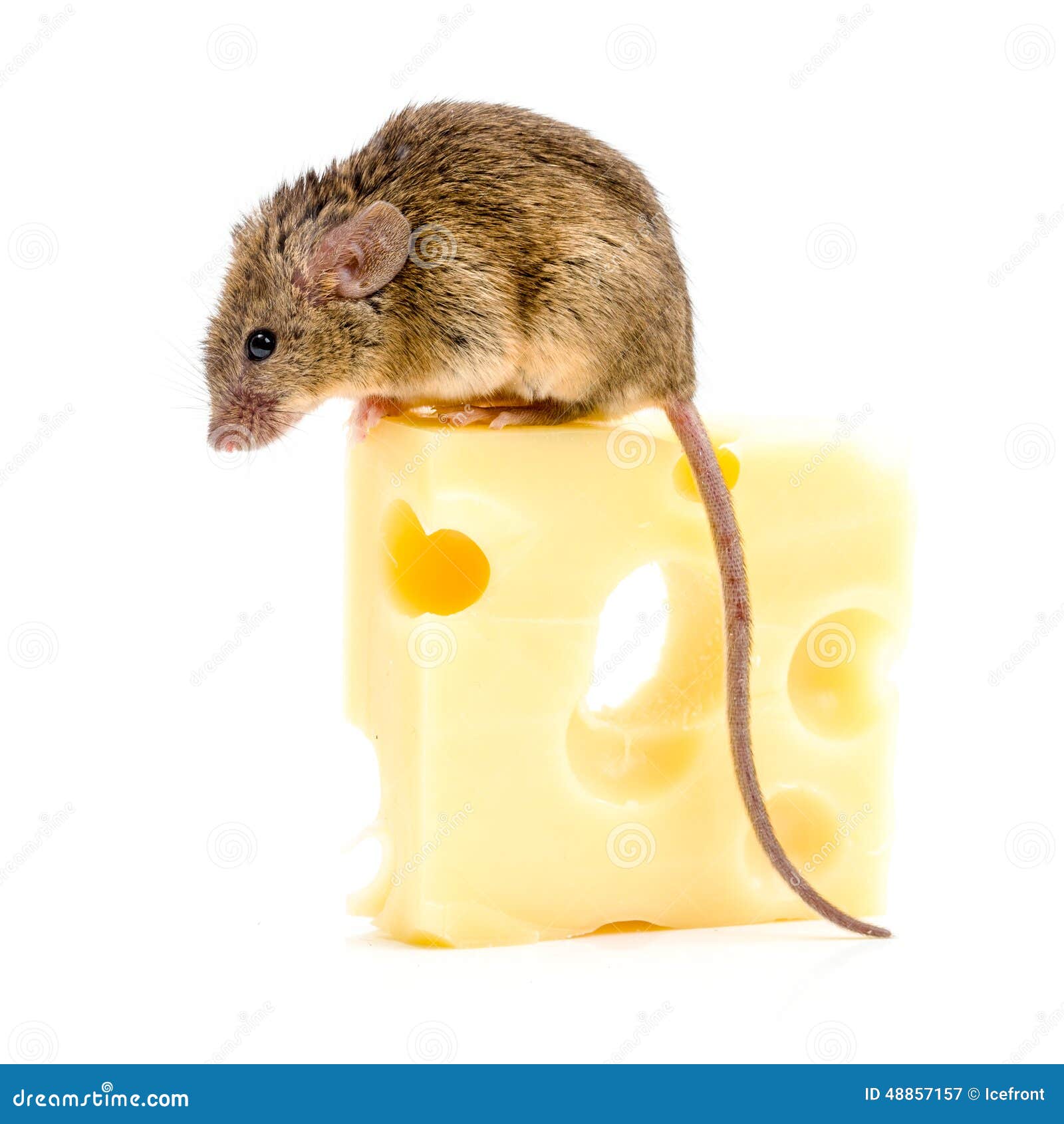 House Mouse (Mus Musculus) on Big Cheese Stock Image - Image of mammal ...