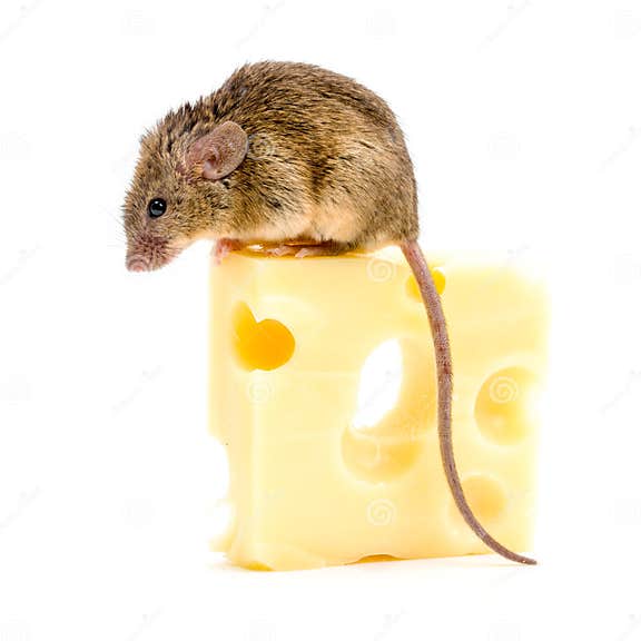 House Mouse (Mus Musculus) on Big Cheese Stock Image - Image of mammal ...