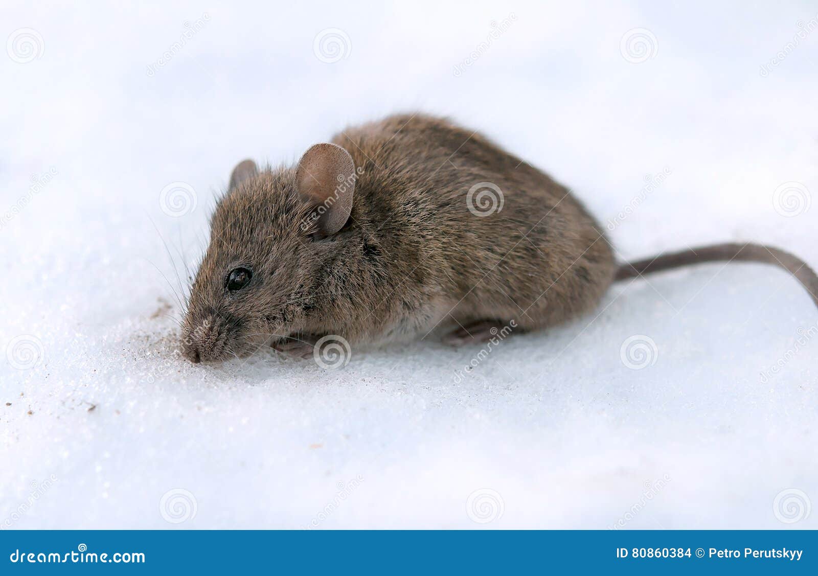 House mouse stock photo. Image of mice, portrait, shelter - 80860384