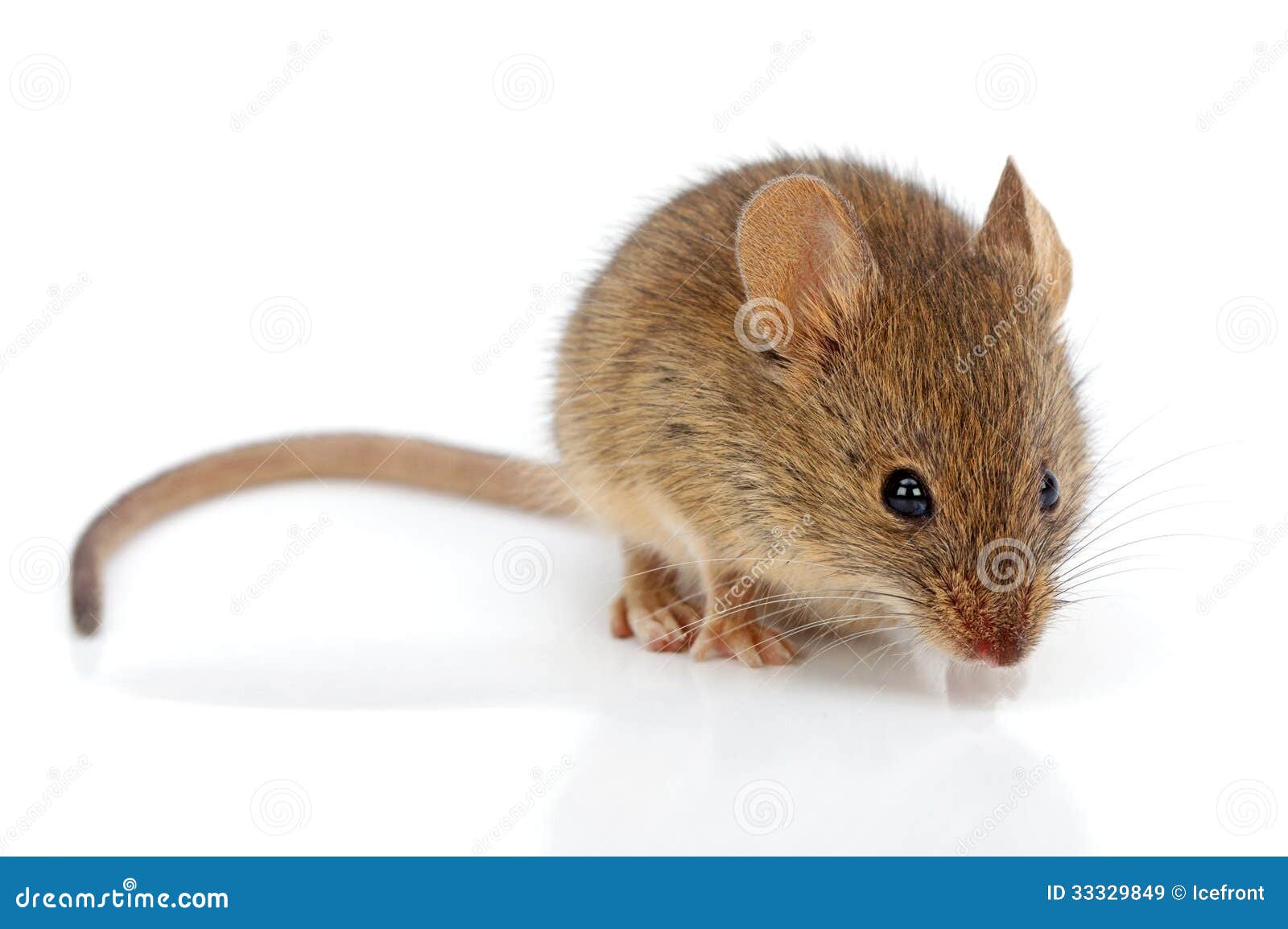 House mouse (Mus musculus) stock image. Image of macro - 33329849