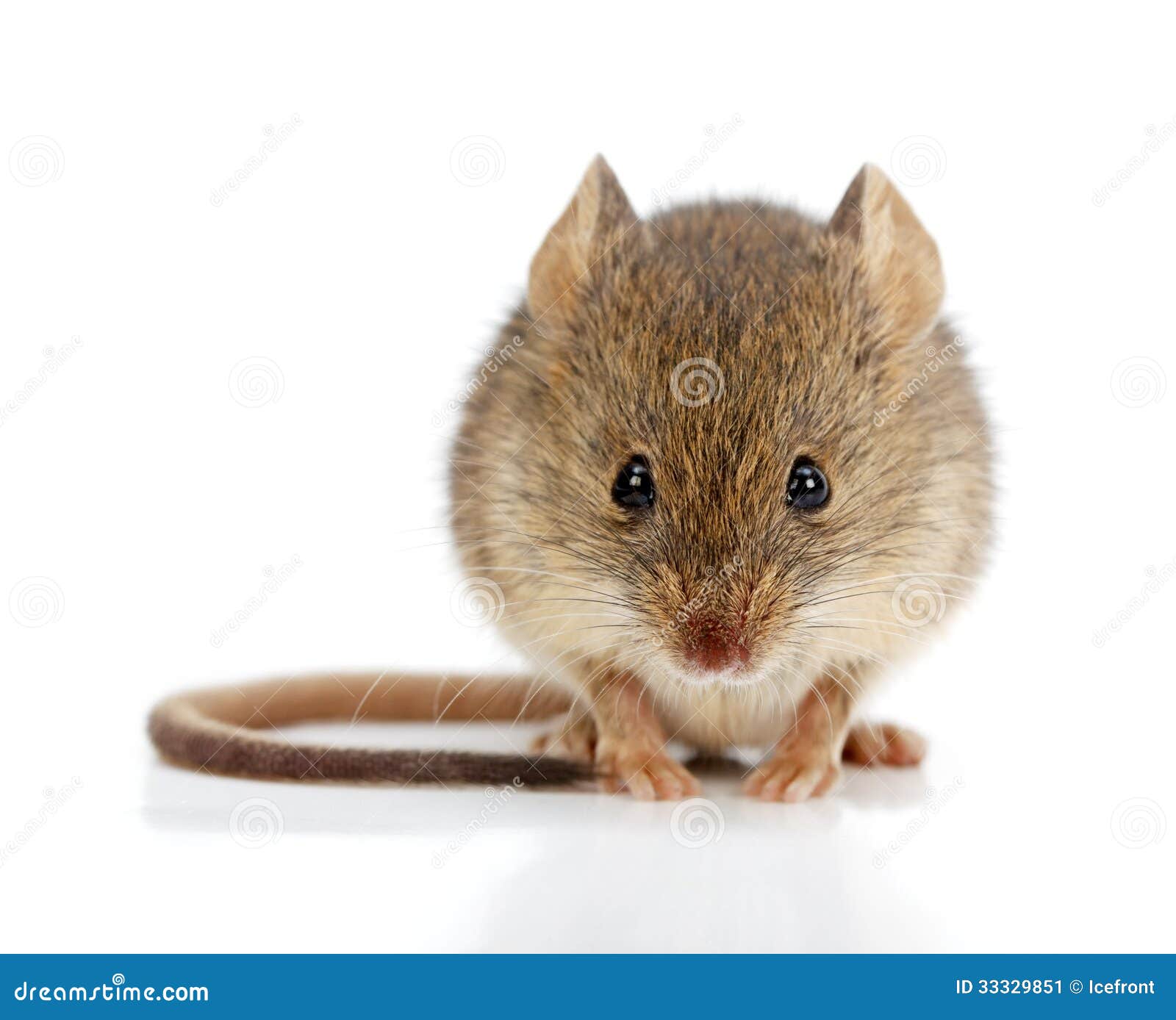 House mouse (Mus musculus) stock image. Image of rodent - 33329851